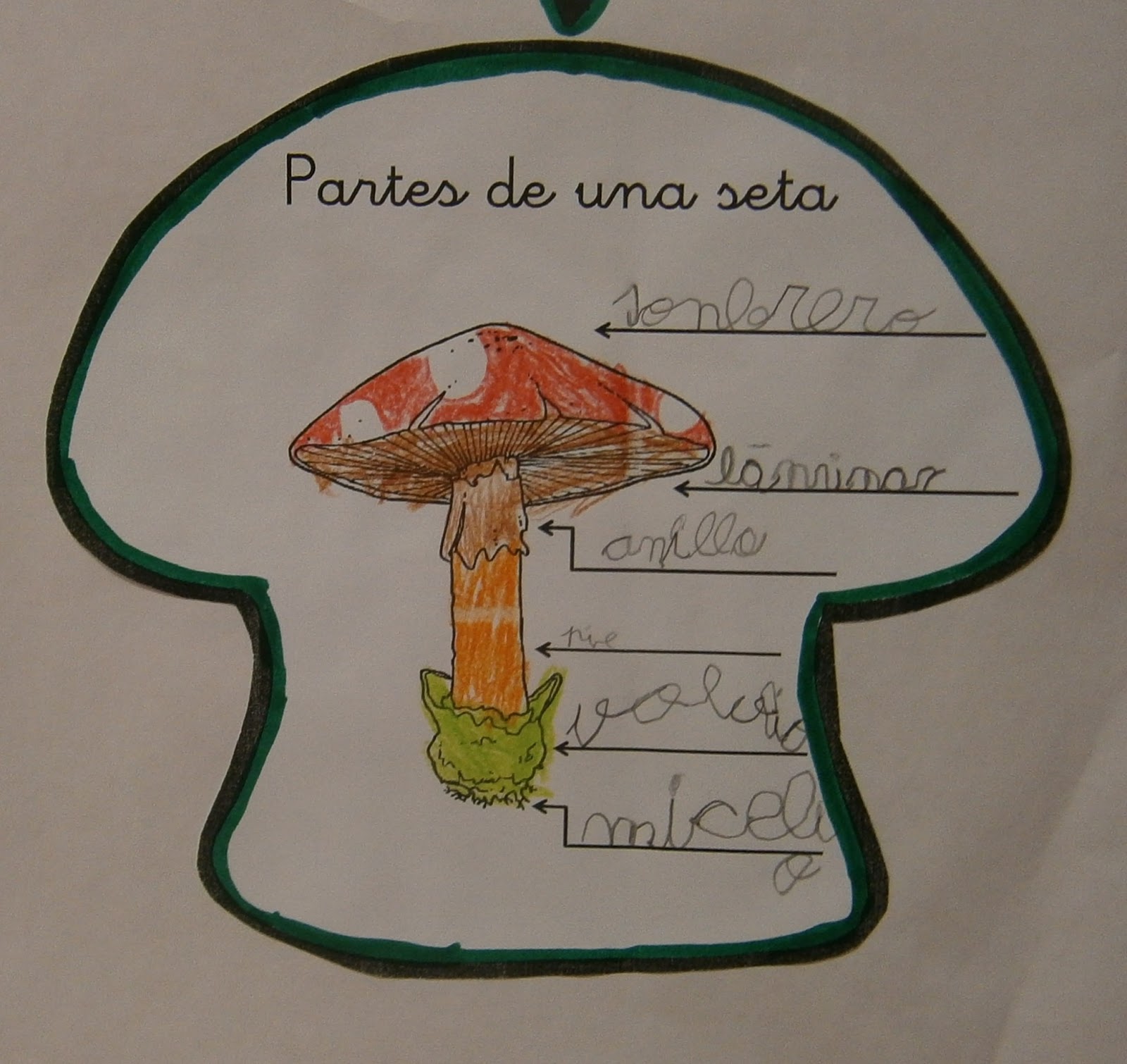 LA CLASE DE MIREN: mis experiencias en el aula: LAS PARTES DE LA SETA