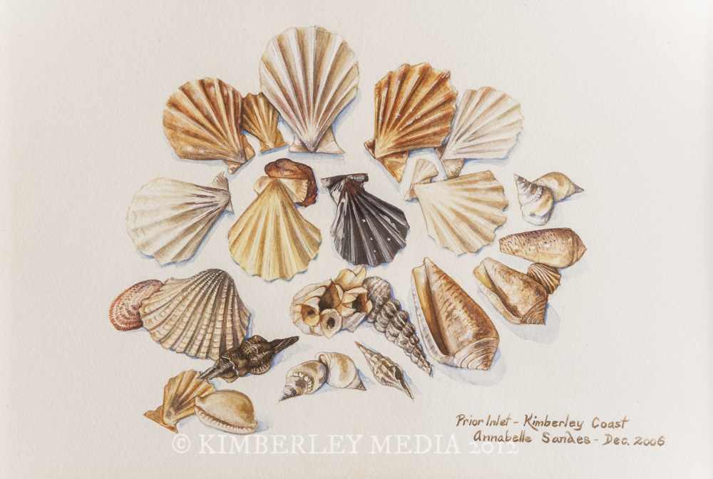 examination station: Shells