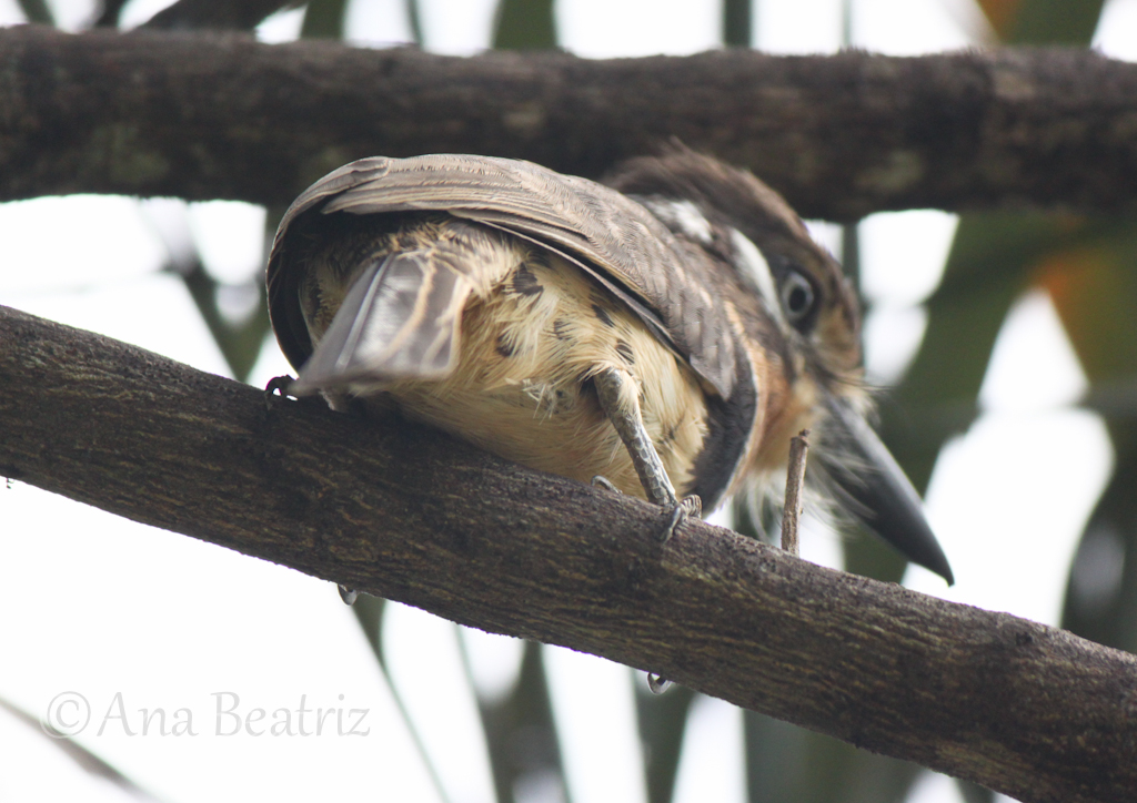 Aventura fotográfica: Bobito punteado, Coludo, Tol o Buco bobito ...