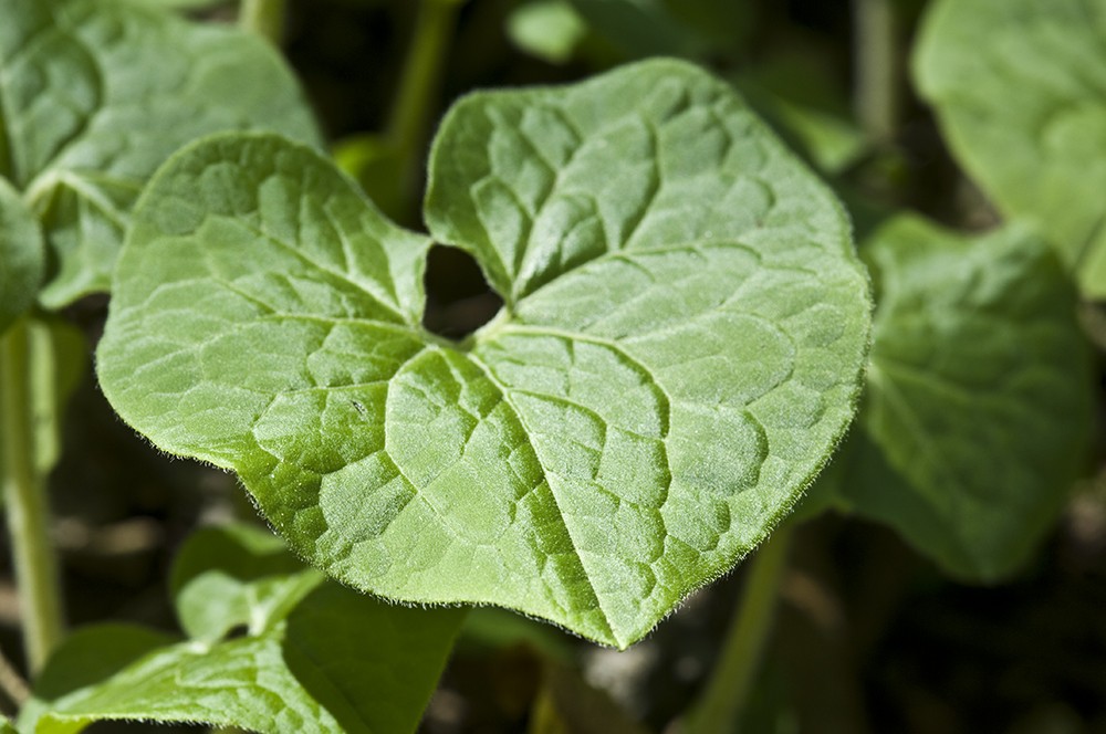 The 3 Foragers: Foraging for Wild, Natural, Organic Food: Wild Ginger ...