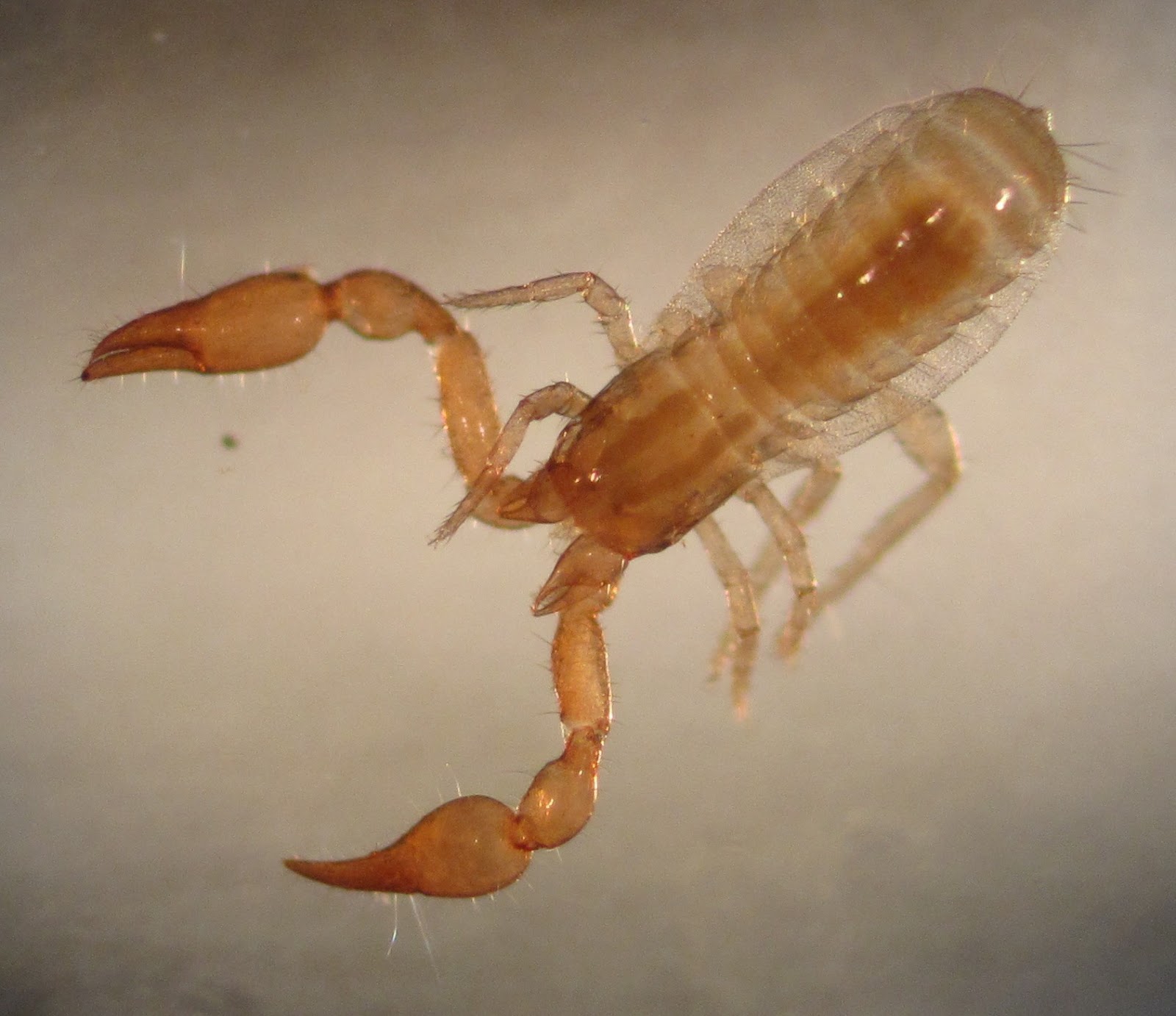 Bug Eric: Pseudoscorpions: The Strangest Arachnids?