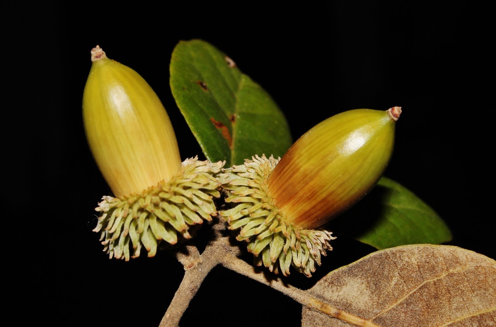 Biodiversity of Cyprus by NGO Protection of the Natural Heritage and ...