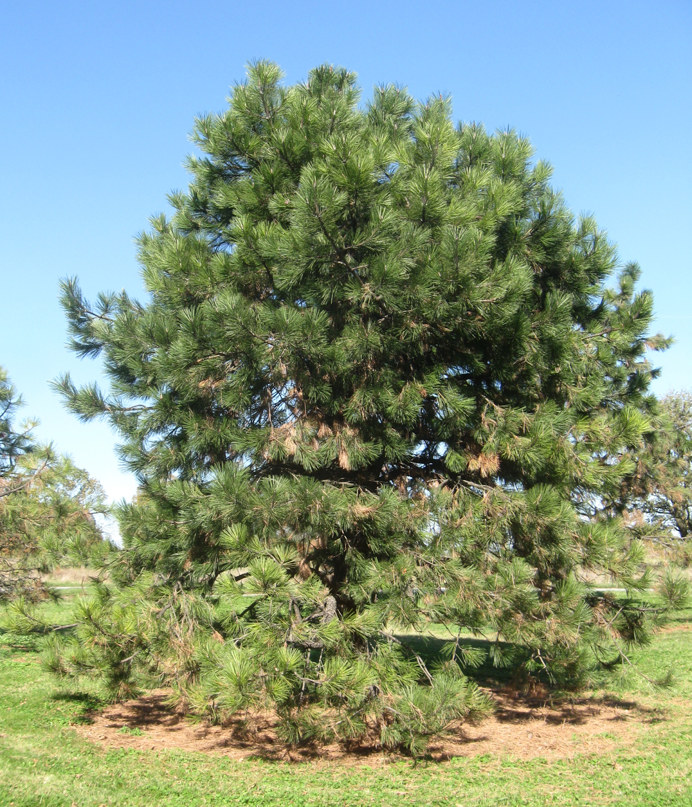 randuwa: National Arboretum Big Day, part 1: Gardens of State Trees