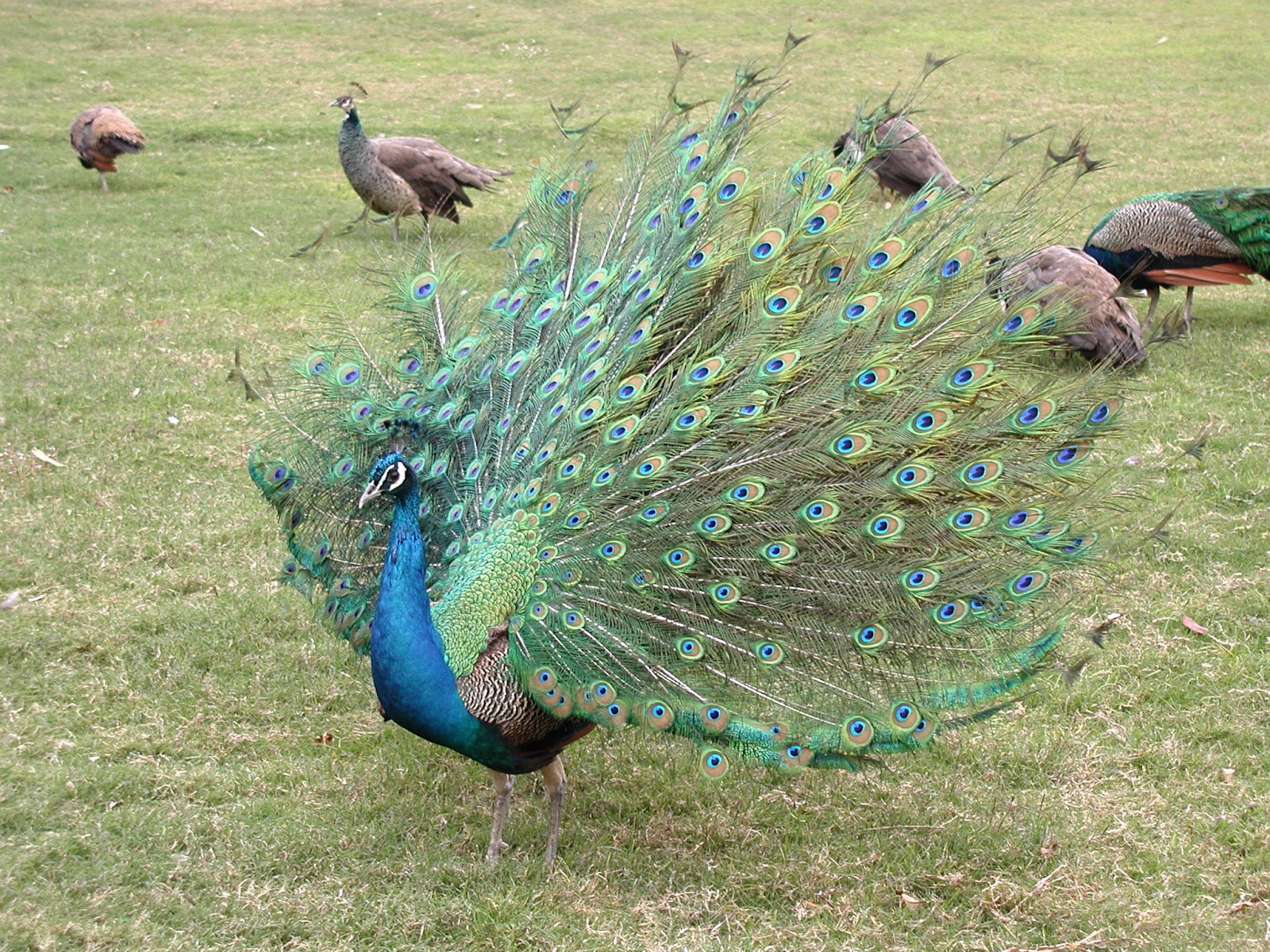 The Book Boost Blog: Wings & Things with Guest Blogger: Dina Rae