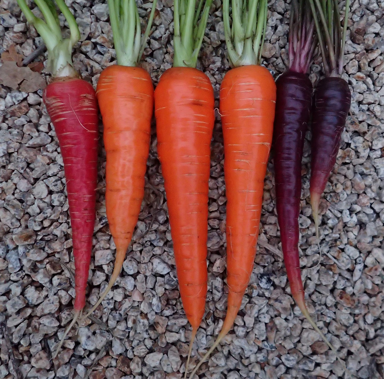 From Seed To Table: 2016