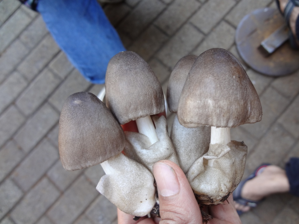 Budidaya Jamur Merang Kota Malang: Mushroom cultivation Merang