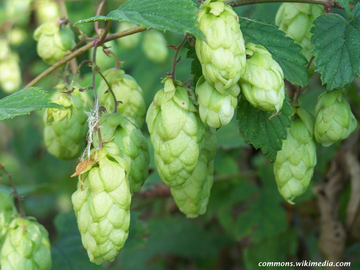 Mi botika: El Lúpulo