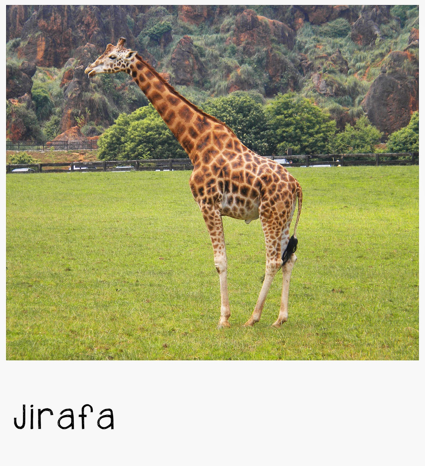 De la A a la Z: J de Jirafa - Hay un trasto en mi trastero