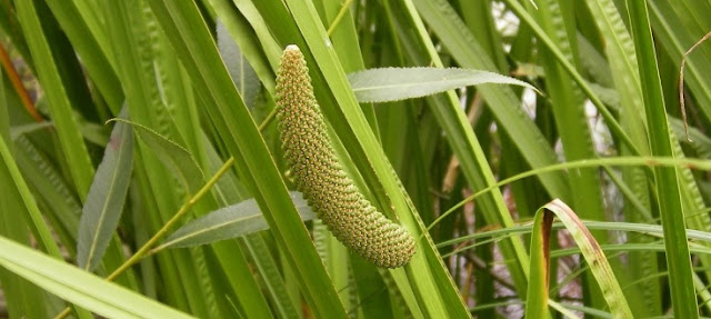 CALAMO AROMATICO (Acorus calamus)