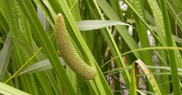 CALAMO AROMATICO (Acorus calamus)