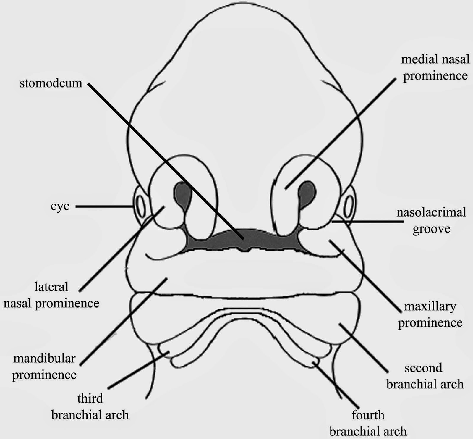 EMBRIOLOGIA ORAL: Embriología de la Cara
