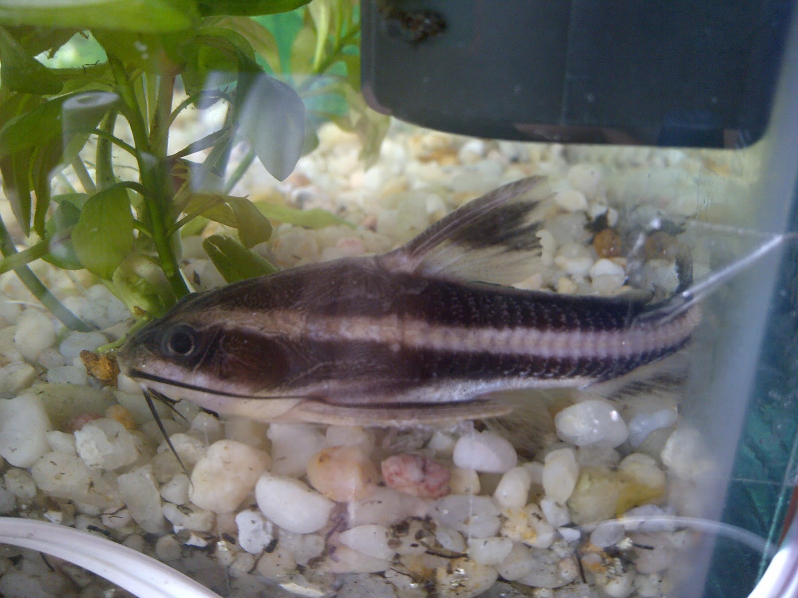 Si de peces quieres aprender este blog tendras que ver ¡!: julio 2012