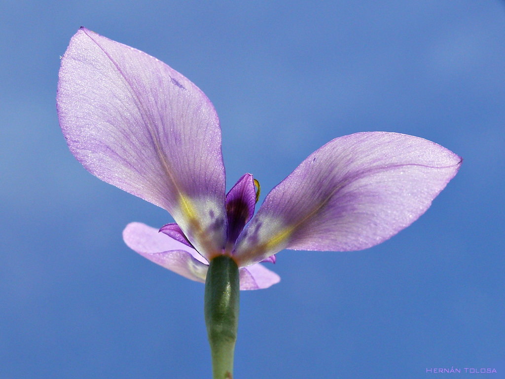 Flora Bonaerense: Tres puntas (Herbertia lahue)