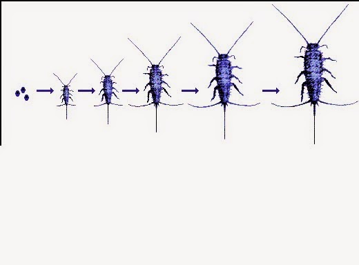 ENTOMOLOGIA: El mundo de los insectos