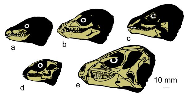 Paleoexhibit: Manidens condorensis