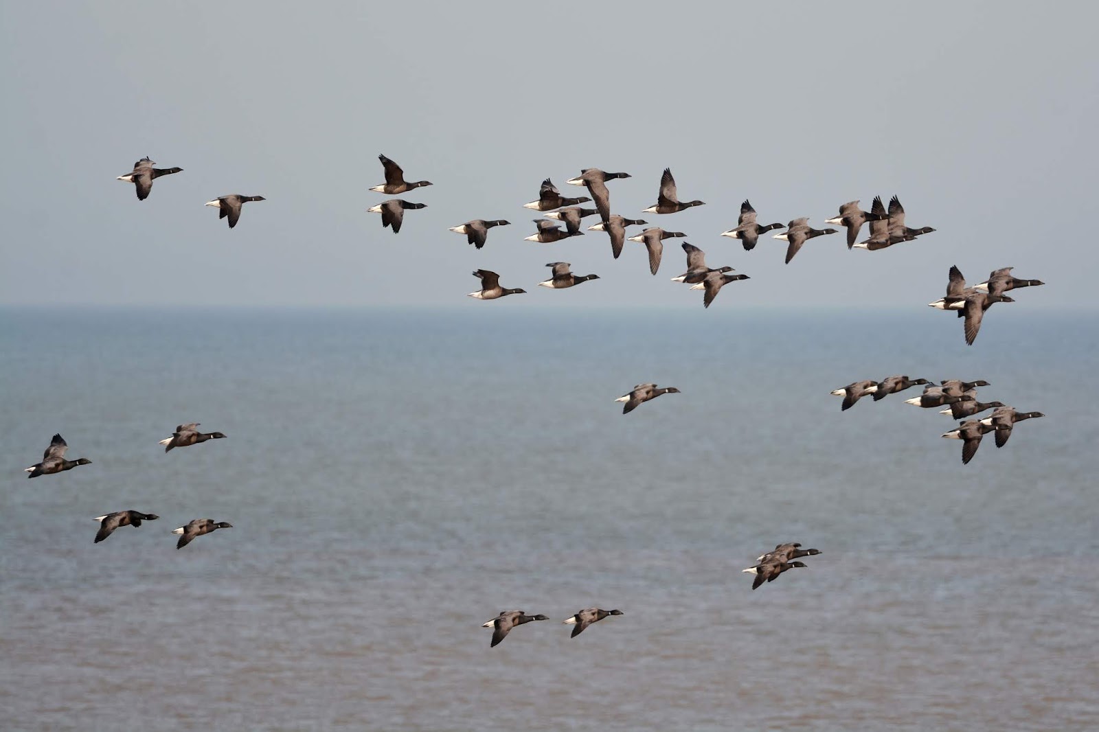 Happisburgh Parish Bird List