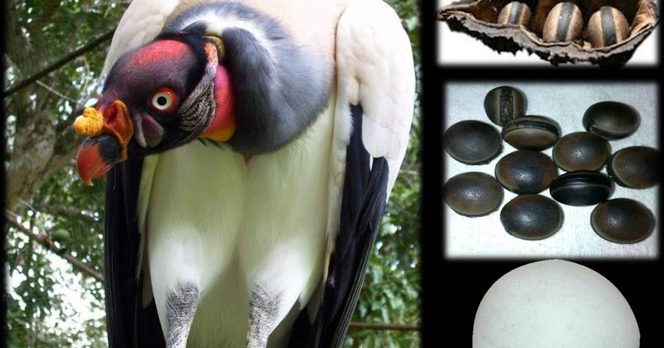 ORACIONES PARA DINERO Y FORTUNA: ORACIÓN A LA PIEDRA DEL ZAMURO PARA ...