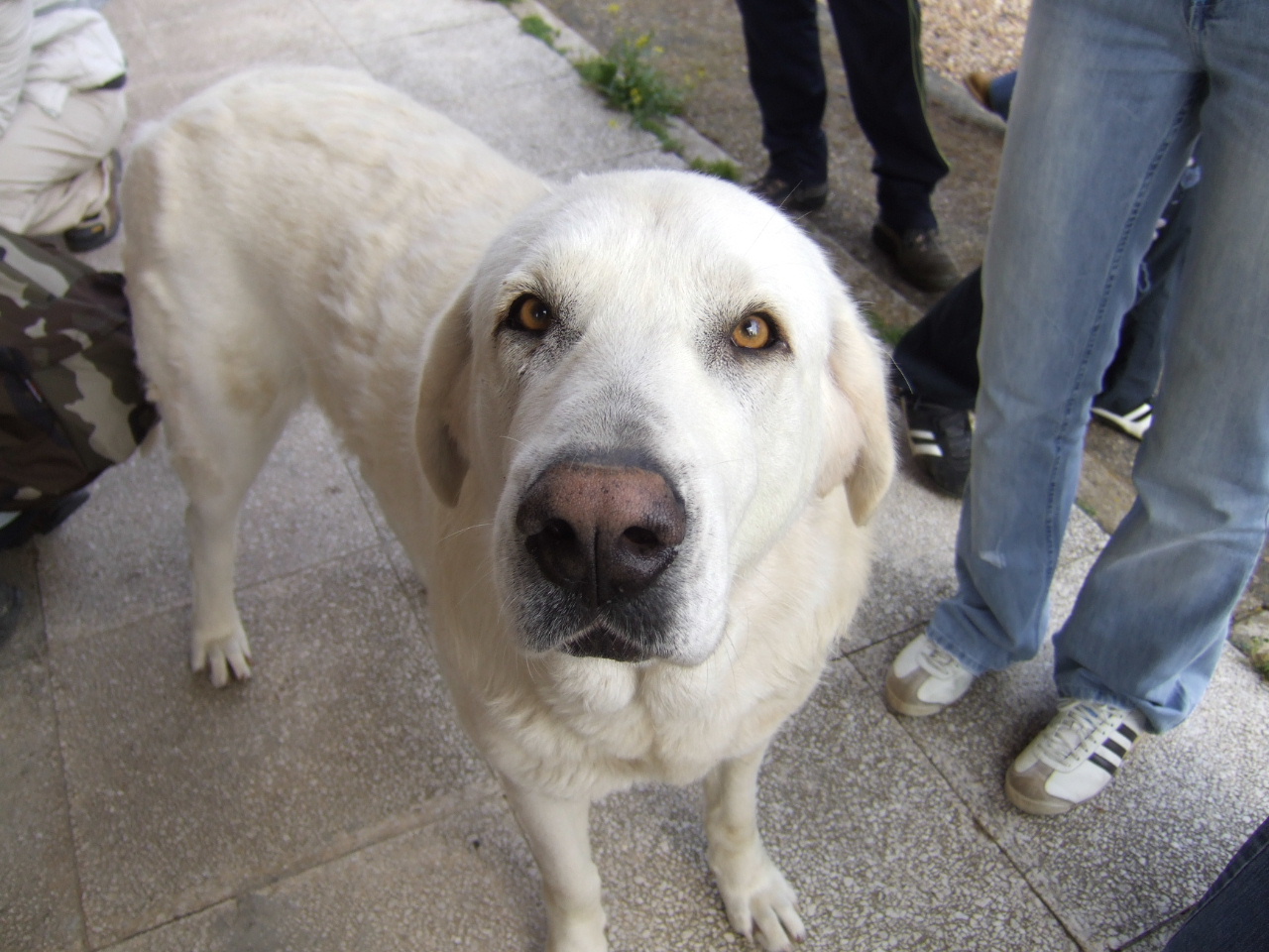 BIÓLOGO Y BECARIO: Cozy dog