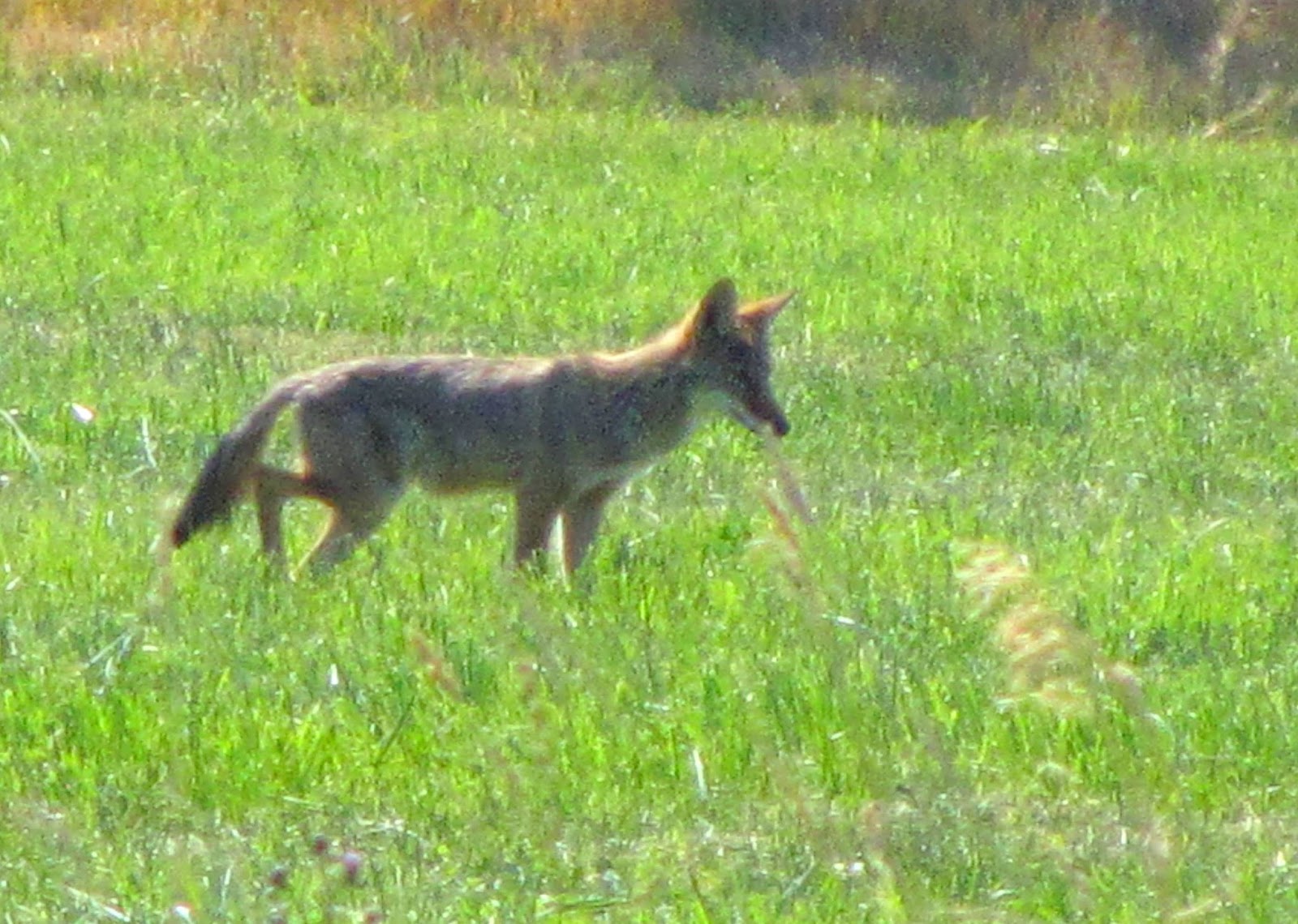 Keeping Focused: Mouse Pouncing Coyote