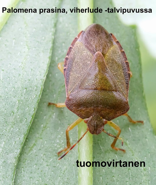 tuomovirtanen: Suomen luteet-Heteroptera-Bugs of Finland