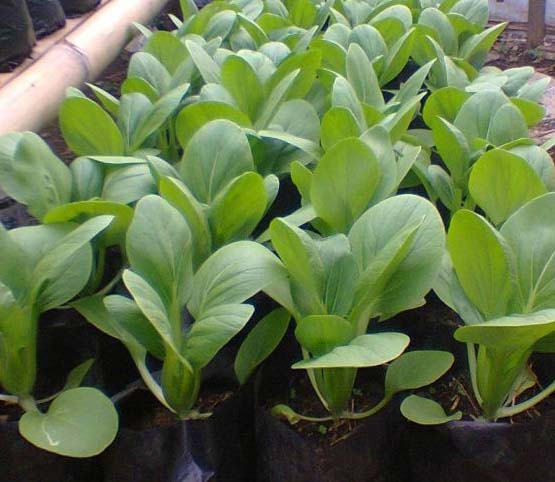 Cara Menanam Sawi Di Pot Dan Polybag Agar Berhasil | SugehTani