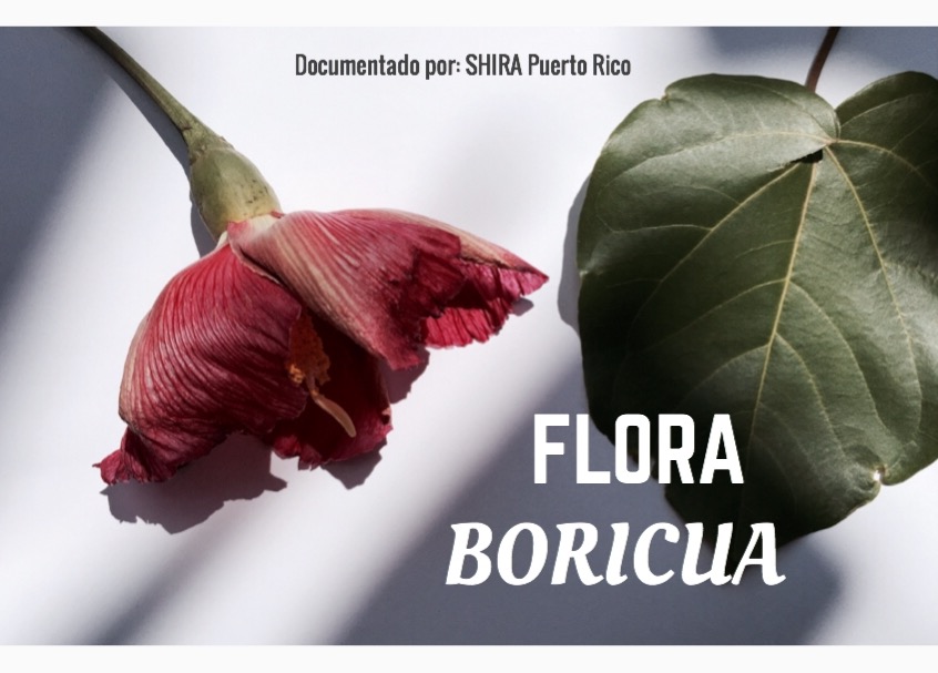 SHIRA: ¿Es semi-carnívora la flor Isabel Segunda?