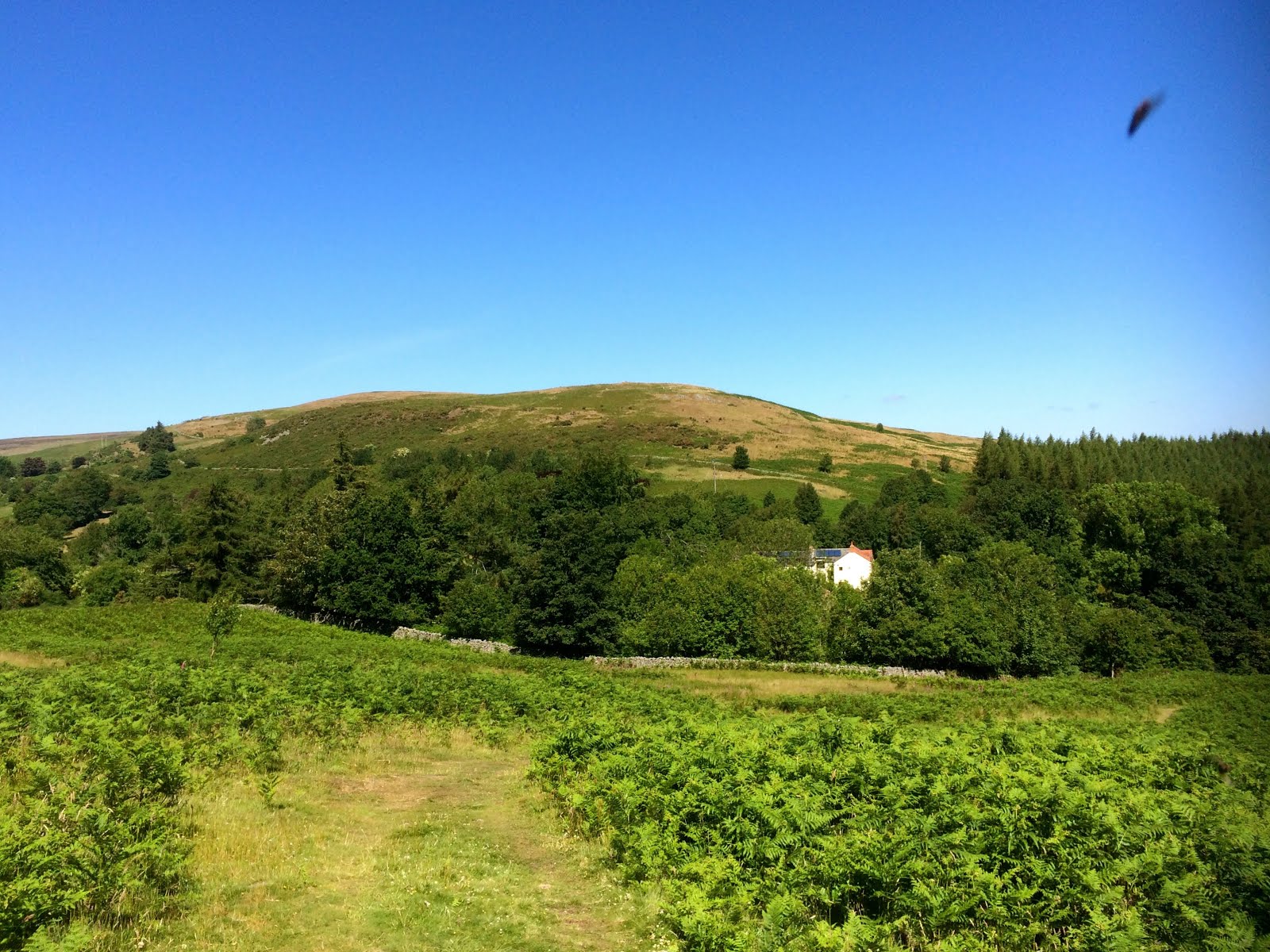 Days out in the Borders : Wooler Common And Earle Circular Walk