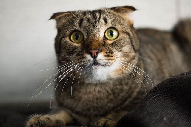 5 Things You Can Do To Help Your Nervous Cat