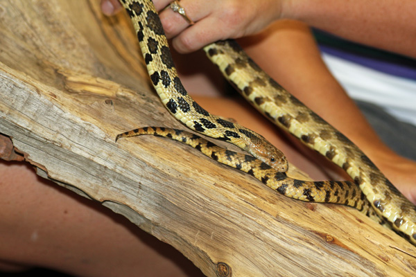 MObugs: Western Fox Snake