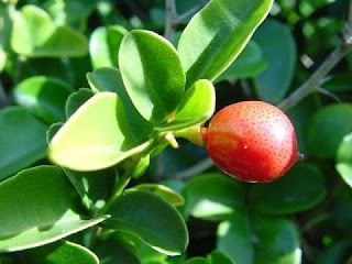 KEUNTUNGAN MENANAM JERUK KINGKIT | Tips Petani