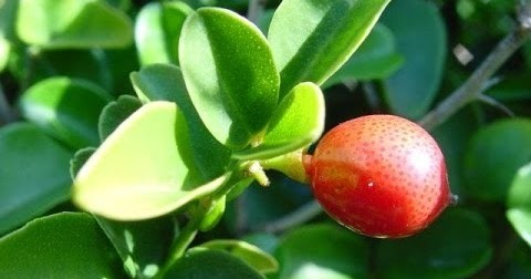 KEUNTUNGAN MENANAM JERUK KINGKIT - Griya Budidaya