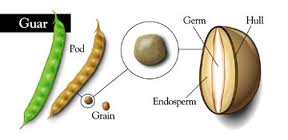 GUAR GUM INFORMATION AND GUAR GUM CULTIVATION IN INDIA: GUAR GUM PROCESSING