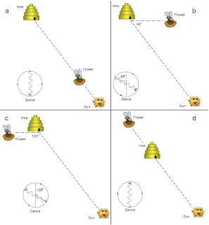Honey Bees: Communication 2