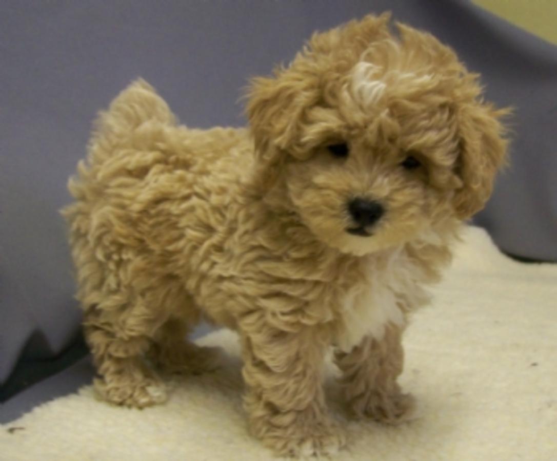 Shih tzu com poodle - shih-poo