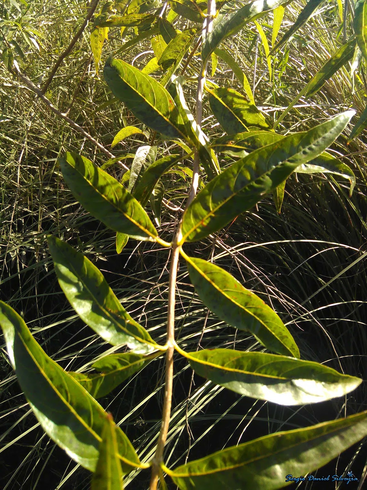 Flora Nativa de Entre Rios