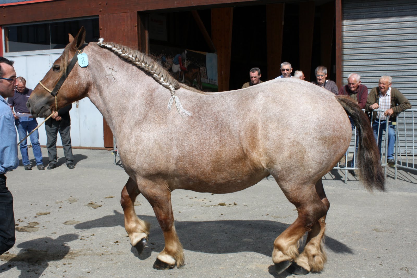 Trait et Postier Breton: Concours de Pouliches Loudéac juillet 2011