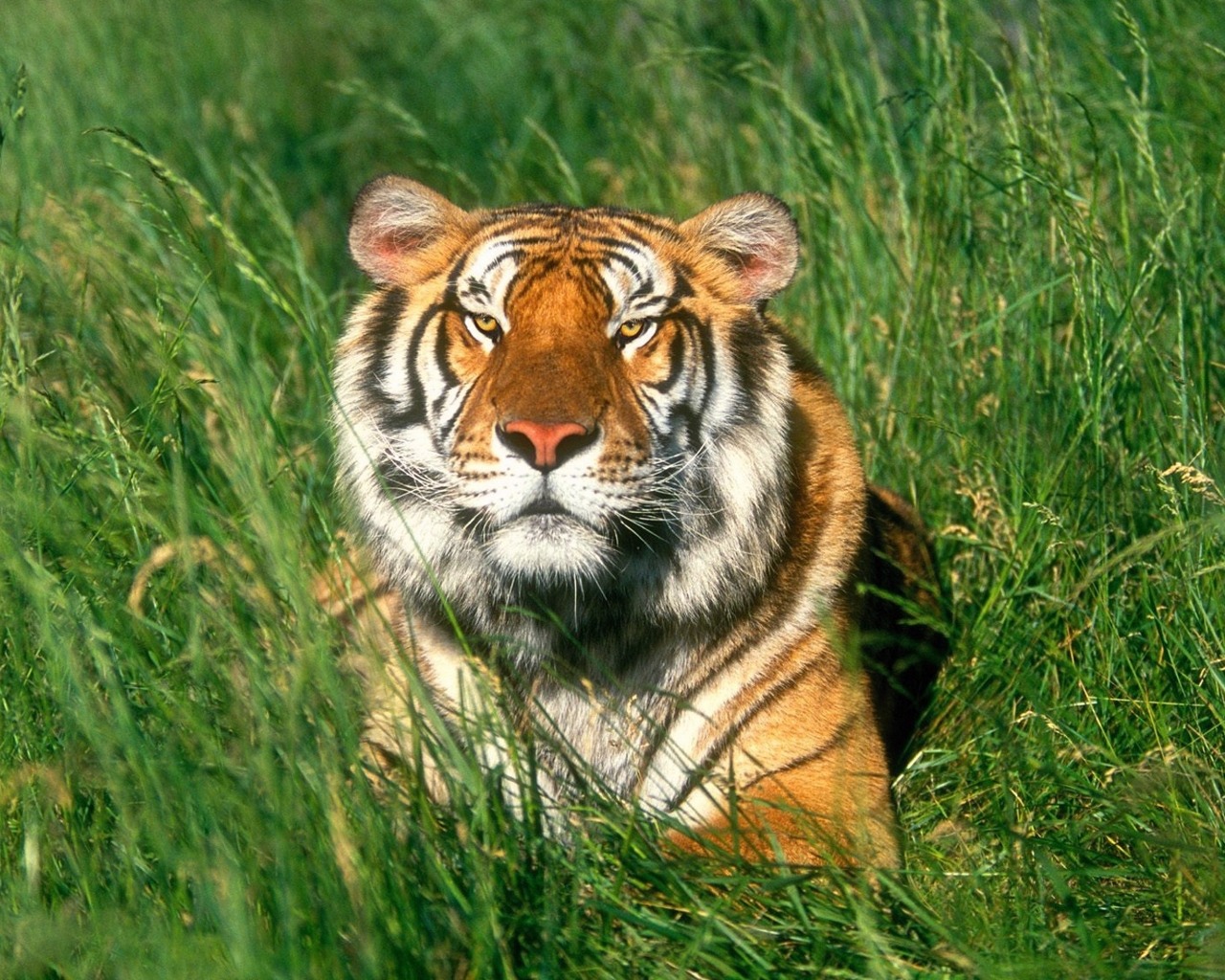 Colección de imagenes de felinos en HD para descargar ~ Los 20 mejores ...