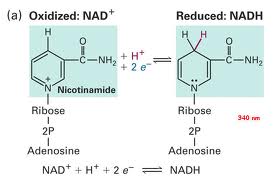 profecarmenbiología: NAD Y FAD