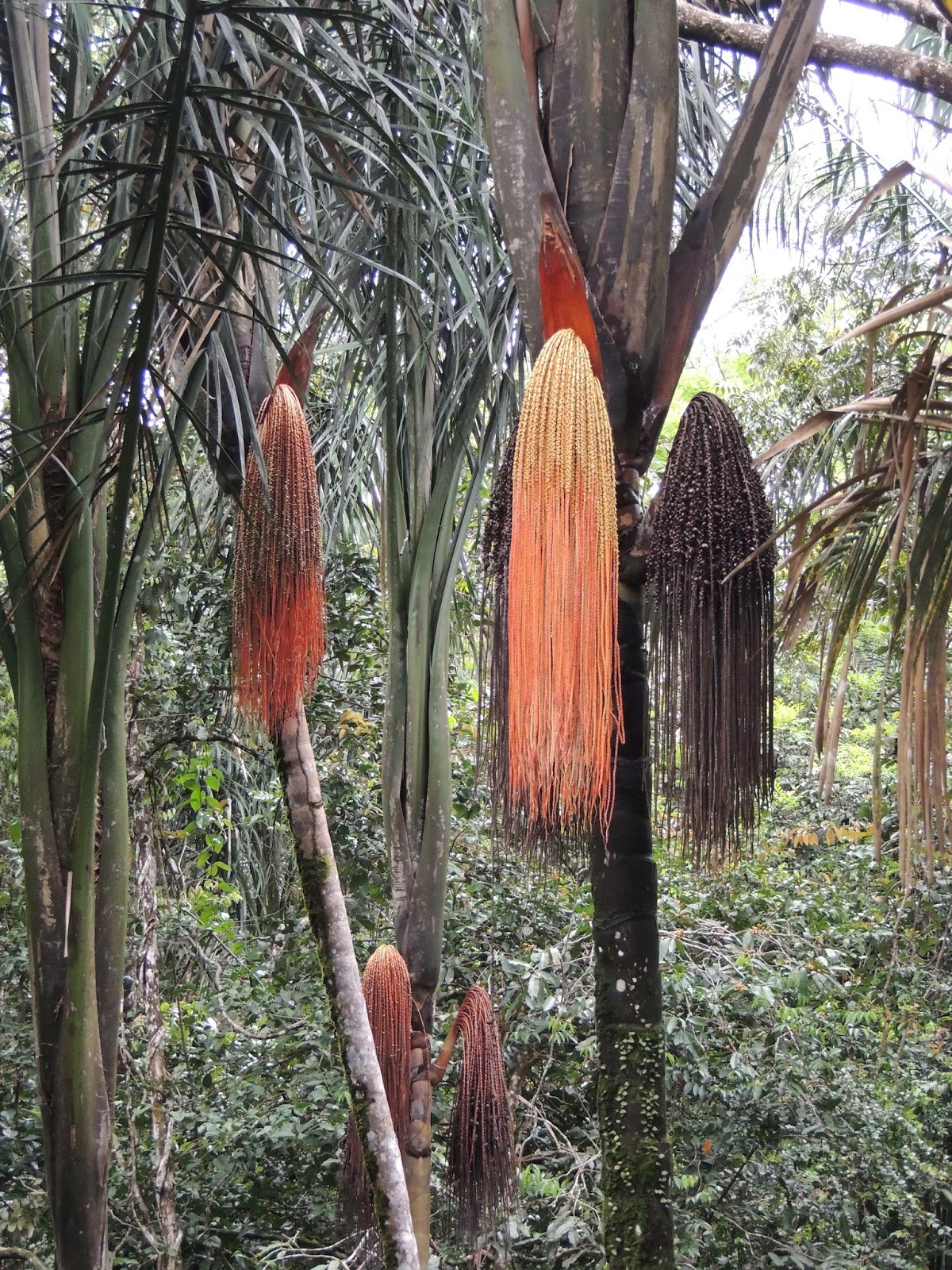 Babzy Photos Blog: Guyane : Palmier Comou