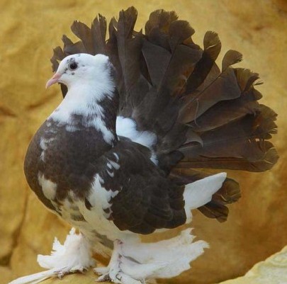 beautiful pigeons photos - Pigeon Breeds