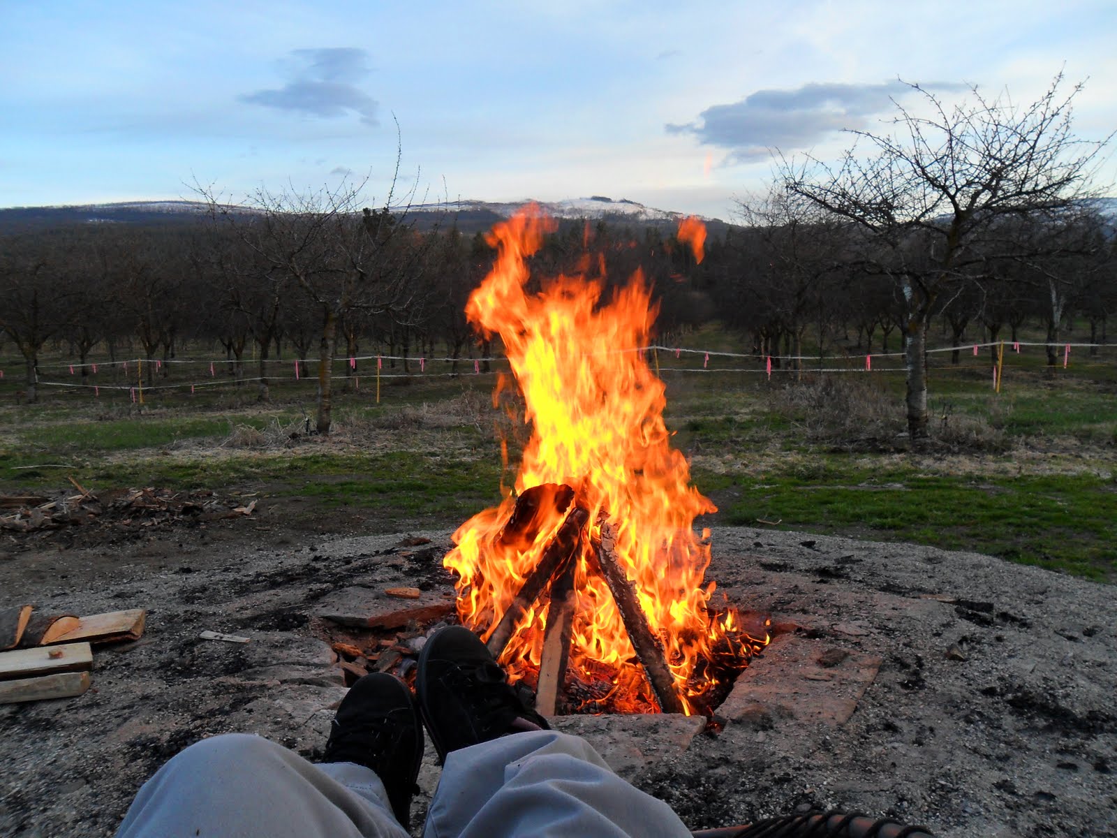 Fawn in BC: Our first Bonfire