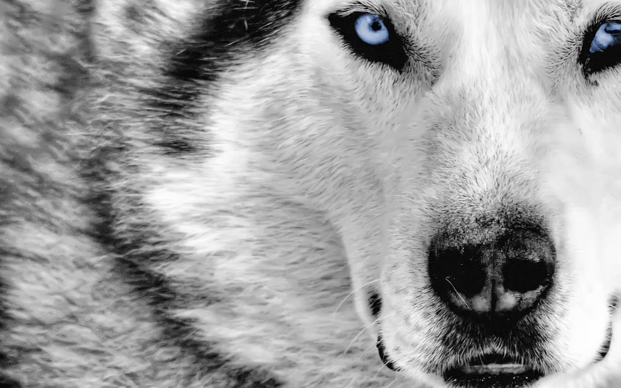 mamabishop: Sheep Amidst Wolves