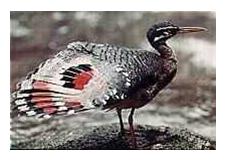ANIMALES EN PELIGRO DE EXTINCIÓN