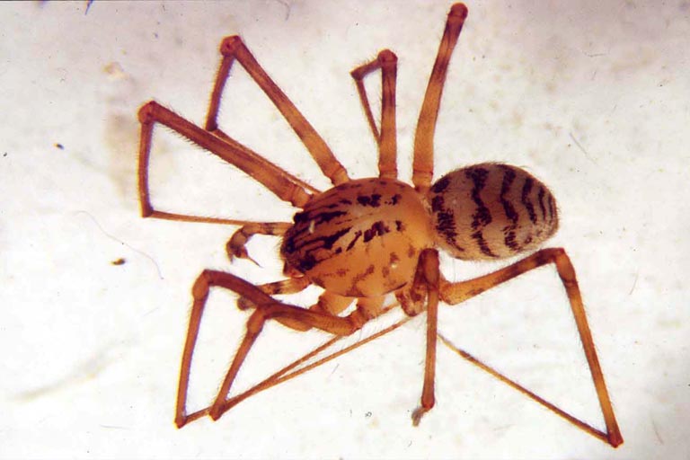 Info-Junction Blog: Brown Recluse Spider