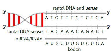 SCIENCE WORLD: SINTESIS PROTEIN