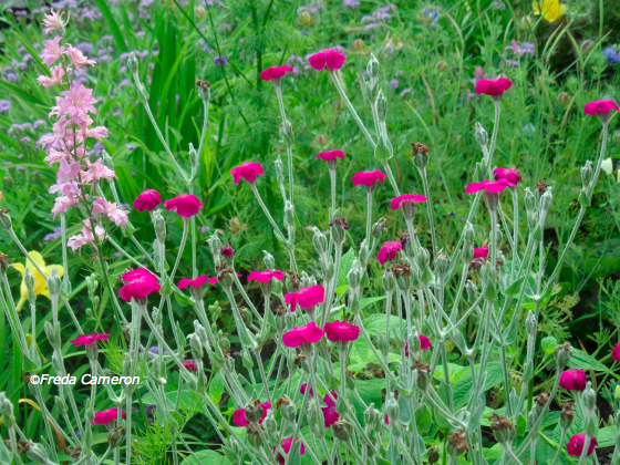 Defining Your Home, Garden and Travel: How to Collect Rose Campion ...