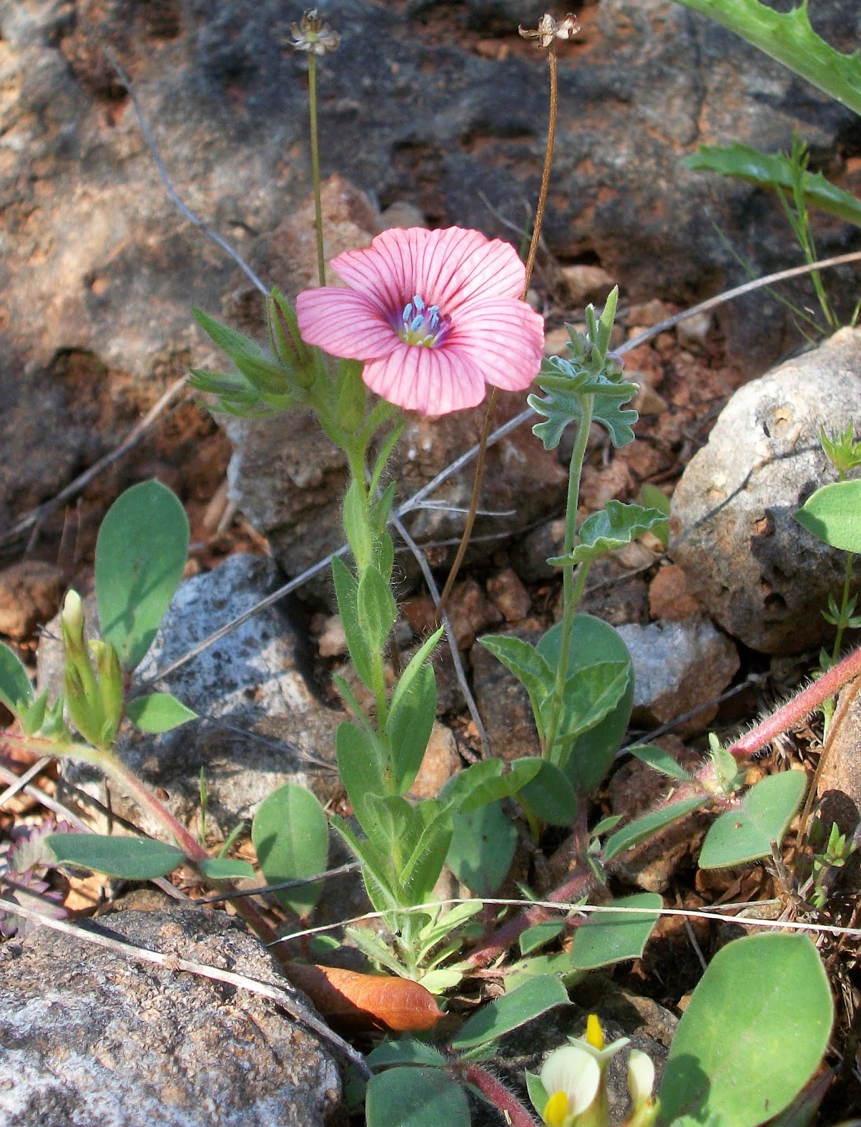 Διαδρομές: Λίνον το χνοώδες, Linum pubescens subsp. sibthorpii