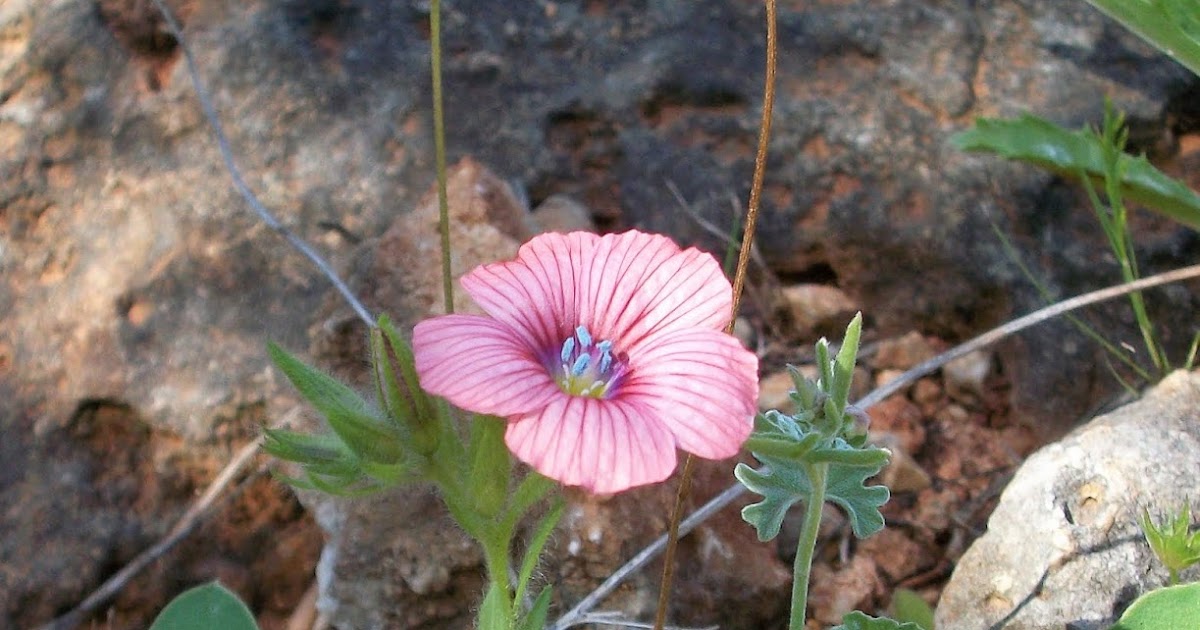 Διαδρομές: Λίνον το χνοώδες, Linum pubescens subsp. sibthorpii