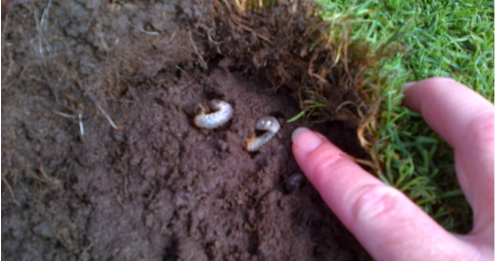 ProGro Solutions Blog: Grub Identification and Control Options