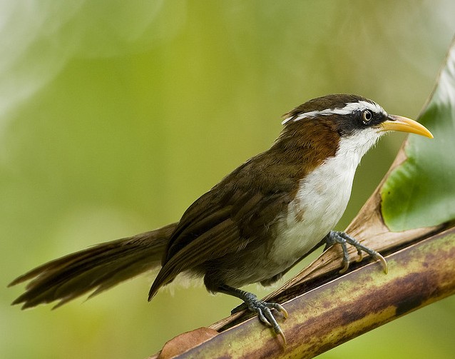 Sri Lankan Endemic Birds: Dhakathi Demalichcha Sri - Lanka Scimitar ...